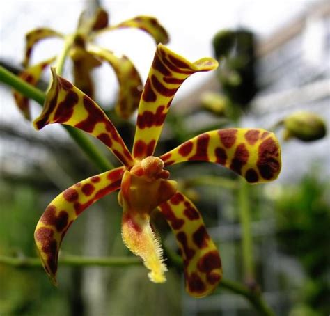 Staurochilus Luzonensis Orquídeas Botânico