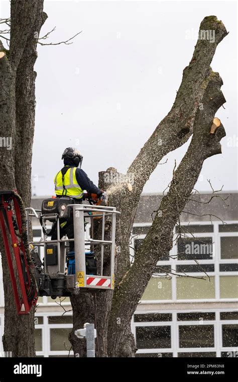 A Tree Surgeon Wearing PPE Up In A Mobile Lift Using A Chainsaw To Remove A Dead Mature Tree