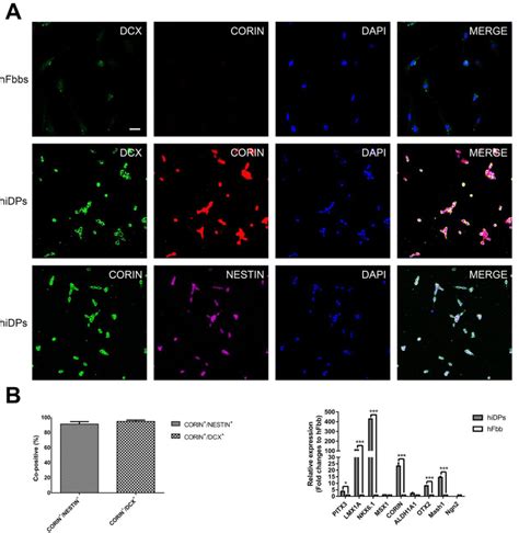 Figure 2 From Direct And Selective Lineage Conversion Of Human