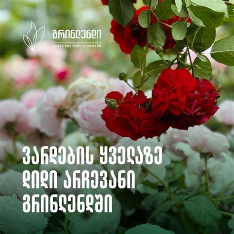 გრინლენდი • Greenland Tbilisi