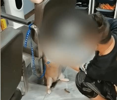 男子用铁钳给柴犬拔牙，回应理直气壮，网友炸锅训练
