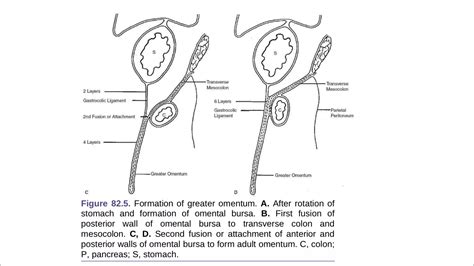 Surgical Anatomy Of Stomach And Duodenum Dr Bruhath Final Pdf