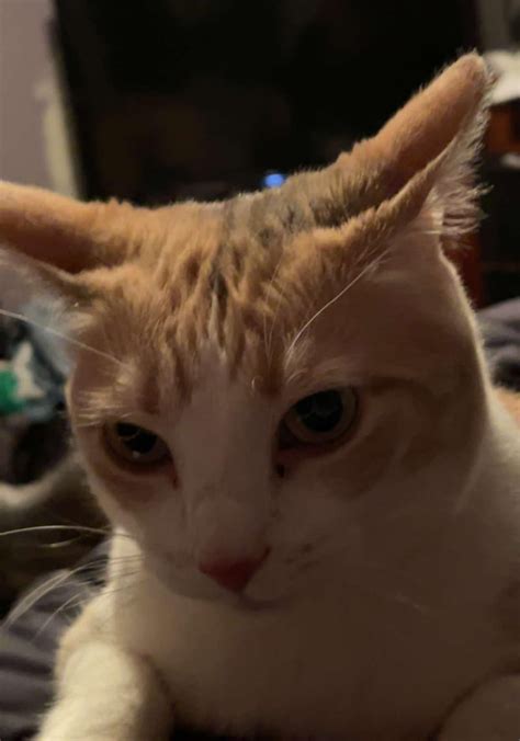 Airplane Ears Rcats