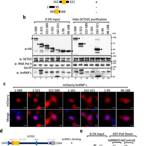 M13 Sequencing Primers Used In M13 Experiment Download Scientific
