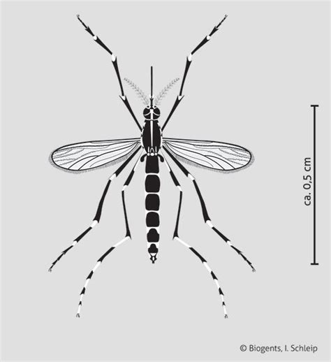 Asian Tiger Mosquitoes Aedes Albopictus Biogents Ag