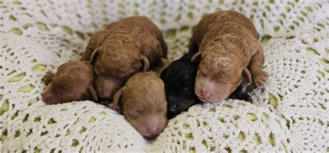 Current Litter