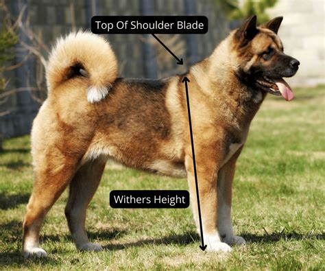 What Are Withers On A Dog And How To Measure It Doodle Doods