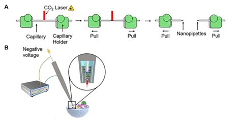 Biopsy Using Nanopipettes A Schematic Diagram Showing The