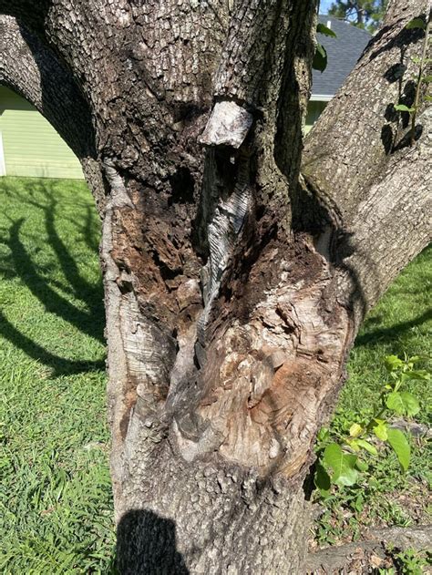 Problematic Trees How To Handle Rlandscaping