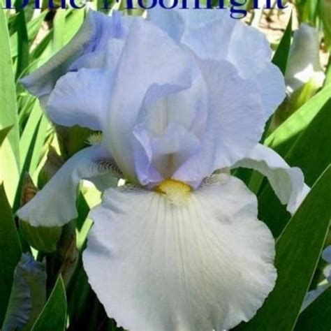 Tall Bearded Iris Iris Blue Moonlight In The Irises Database