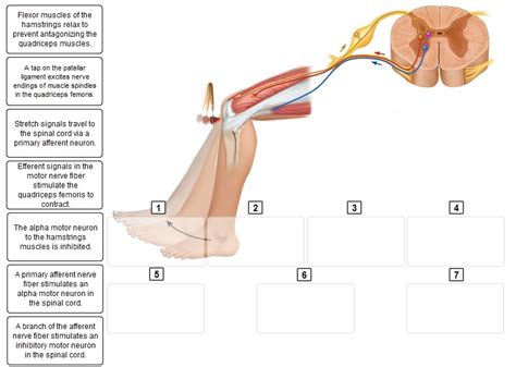 Solved Place The Following Descriptions Into The Correct Chegg