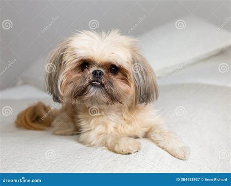 Cute Beige and Brown Shih Tzu Lying Down on Pale Bed Throw Staring Stock Image - Image of ...