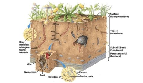 Soil Genesis Formation Of Soil Biogeography Upsc Upsc Notes