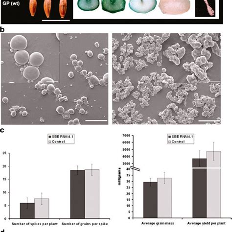Sbe Silencing Affected Grain Shape Starch Granule Morphology Plants