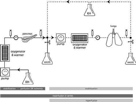 Scheme Of The Double Organ Perfusion System Download Scientific Diagram