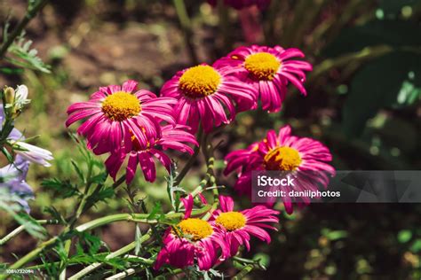 놀라운과 꽃의 그룹 접촉에서 성장 한다 밝은 분홍색 꽃잎과 노란 꽃가루입니다 많은 생생한 아름 다운 자홍색 꽃 클로즈업 다채로운 Chaotically 복사 공간 꽃을 성장