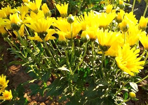 ကျောက်ဆည်မြို့နယ်တွင် ဂန္ဓမာပန်းစိုက်ပျိုးရောင်းချသူများ နေ့စဉ်ဝင်ငွေရရ