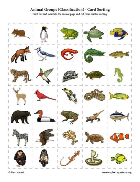 Animal Classification Worksheet Ks1