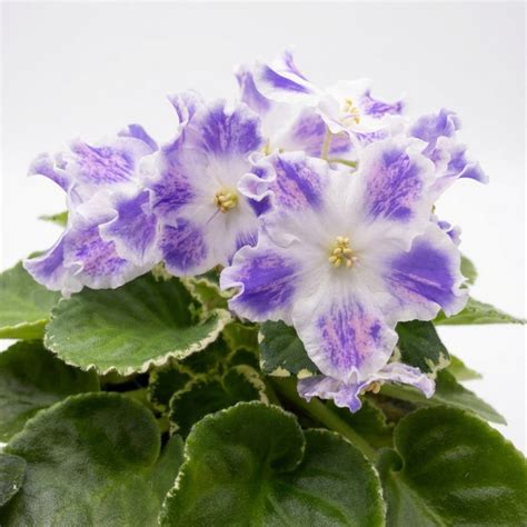 Freyas Adam Lyrical Violets