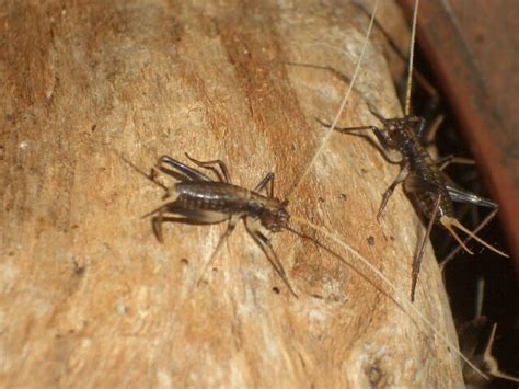 Yahooオークション スズムシ（鈴虫）の幼虫 30匹＋α 即決送料込み
