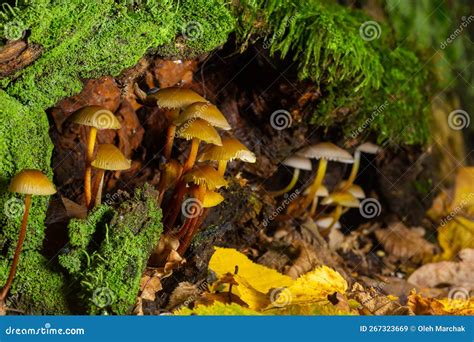 Mycena Inclinata Mushroom On Old Stump Group Of Brown Small Mushrooms