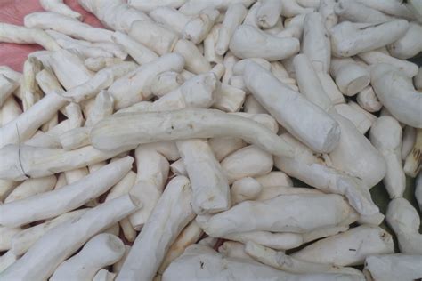 Help Cassava Farmers Feed 5 Million Cameroonians Globalgiving
