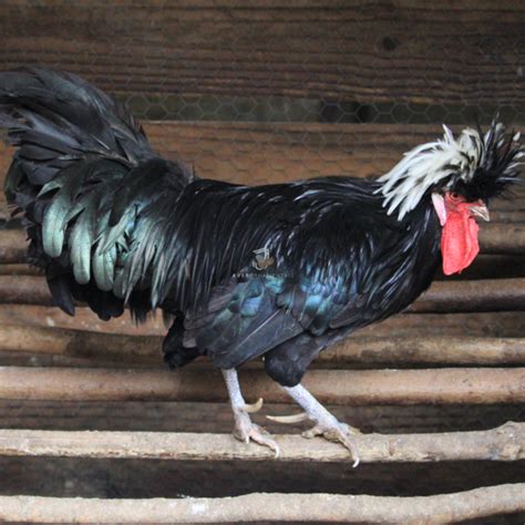 Ovos Férteis De Polonesa