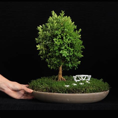 Jardins De Bonsai Em Miniatura Bonsai Empire