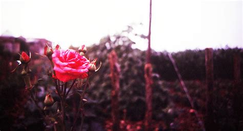 Interessi Diffusi E Limiti Regolamentari Al Divieto Generalizzato Delle Zone Sex Work Maurizio