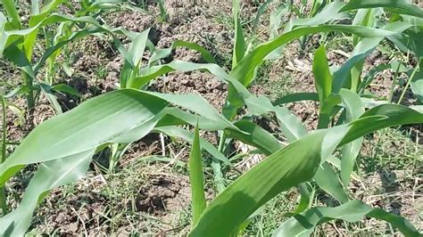 Pertumbuhan Tanaman Jagung Setelah Pemupukan Pertama YouTube