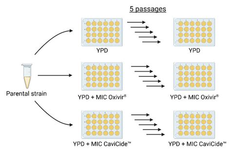 Schematic Of Serial Passaging Experimental Design Created With