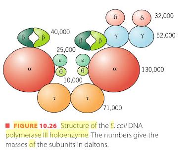 Dna Polymerase Structure