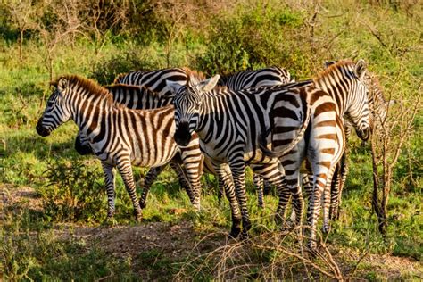 3400 Fotos Bilder Und Lizenzfreie Bilder Zu Serengeti Park Istock