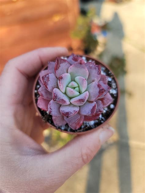 Echeveria Phermon Imported 25 Inch Pot Succulent Plant Etsy