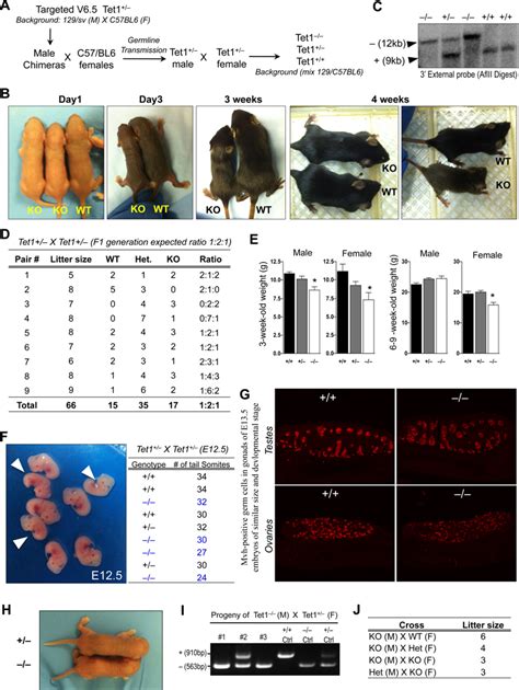 Tet1 Is Dispensable For Maintaining Pluripotency And Its Loss Is Compatible With Embryonic And