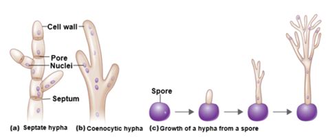 Ch 12 The Eukaryotes Fungi Algae Protozoa And Helminths Flashcards Quizlet