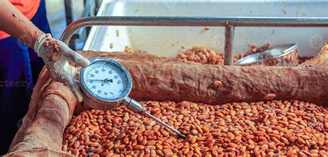 Workers Use To Measure The Temperature Of The Fermented Cocoa Beans Fermenting Fresh Cocoa