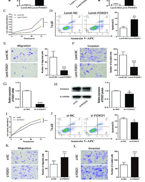 Ab Qrt Pcr And Western Blot Showed That Expression Of Foxo1 Mrna And