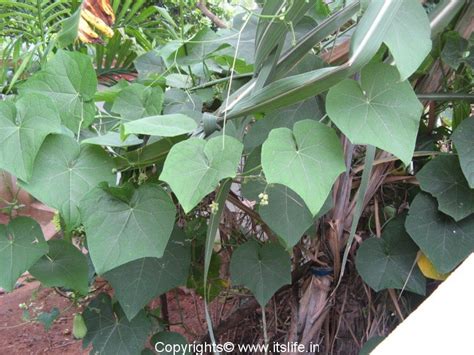 Chayote Squash Seemebadanekayi Chow Chow Sechium Edule