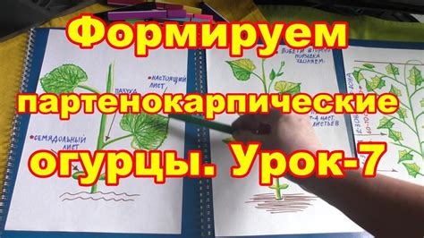 Формируем партенокарпические огурцы. Урок 7 - YouTube