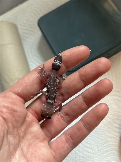 Devilish Exotics Big Boy Facebook