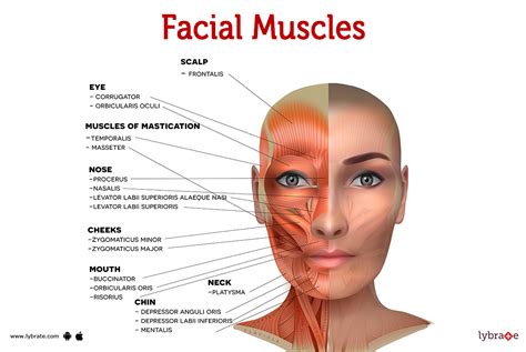 Muscular System Face Muscles