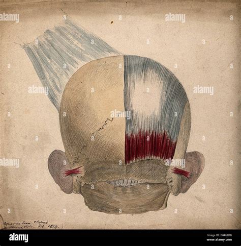Bones And Muscles Of The Back Of The Head And Ears Pencil And