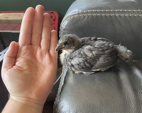 Found This Little One Stuck In The Back Yard Is This A Yard Chicken