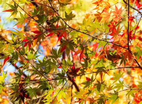 Sango Kaku Japanese Maple Problems The Reasons And 8 Solutions