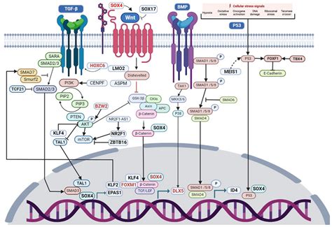 Lung Cancer Gene Regulatory Network Of Transcription Factors Related To The Hallmarks Of Cancer
