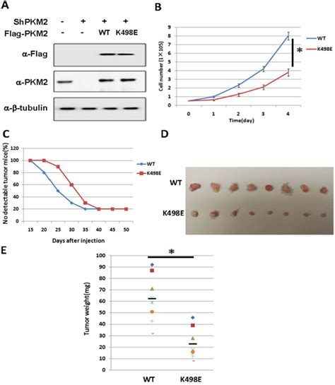 Desuccinylation Of Pyruvate Kinase M2 By Sirt5 Contributes To