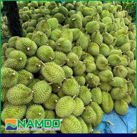 Công ty xuất khẩu sầu riêng nông sản Tây Nguyên hàng đầu Việt Nam