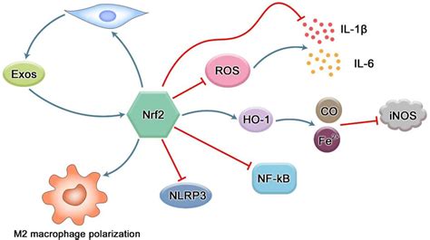 Frontiers The Role Of Nrf2 In Periodontal Disease By Regulating Lipid