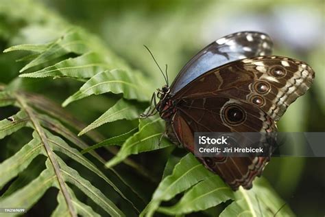 아름 다운 나비 블루 Morpho 여름 정원에서 녹색 배경 꽃에 앉아 자연 서식 지에서 아름 다운 곤충 브라질에서 아마존에서